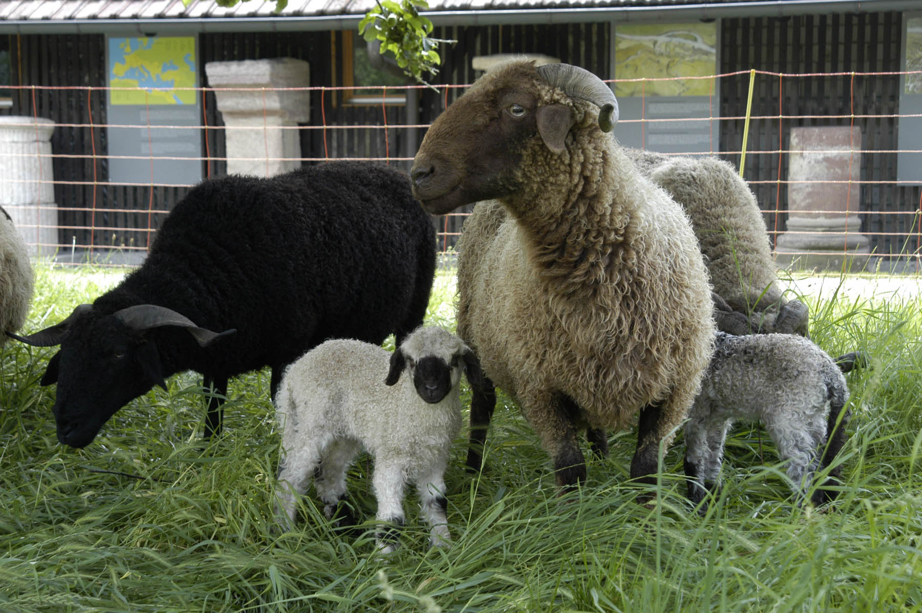 Augusta Raurica Tierpark - I Like Switzerland