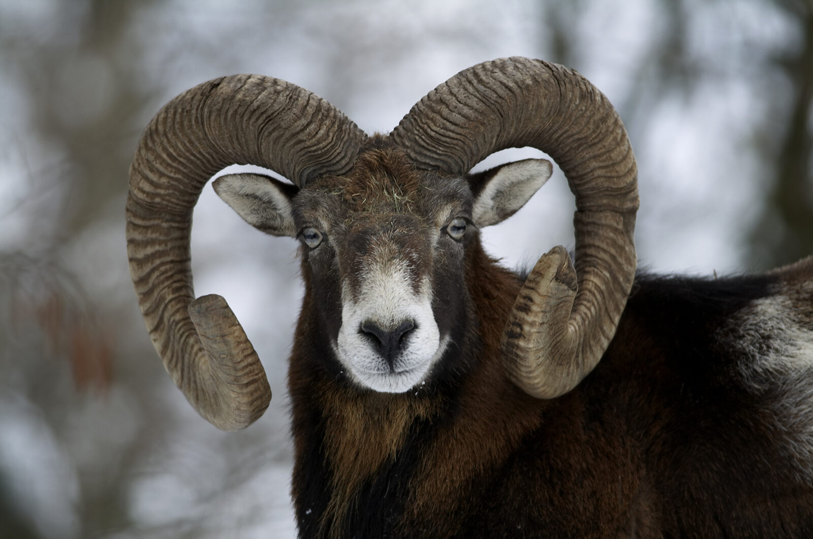 Natur und Tierpark Goldau - I Like Switzerland
