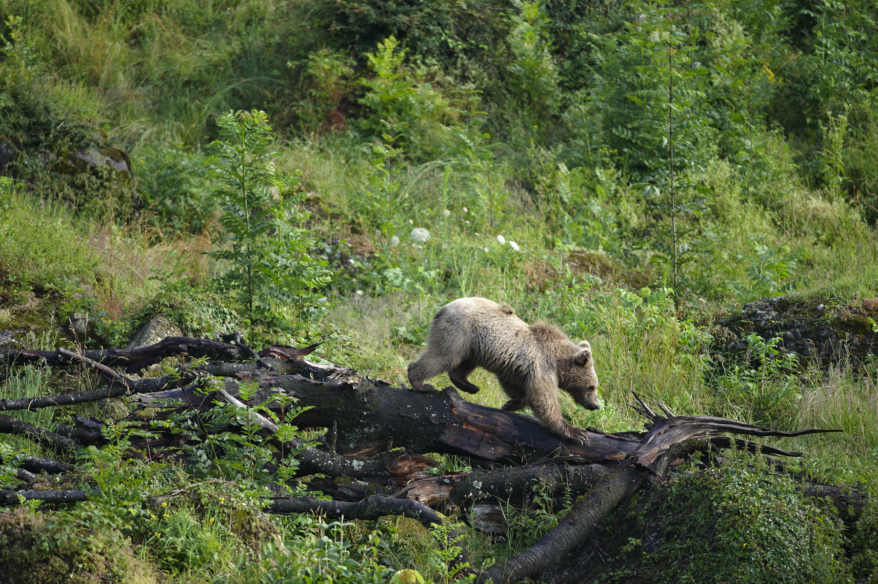 Tierpark Goldau Logo Natur Und Tierpark Goldau – Wikipedia