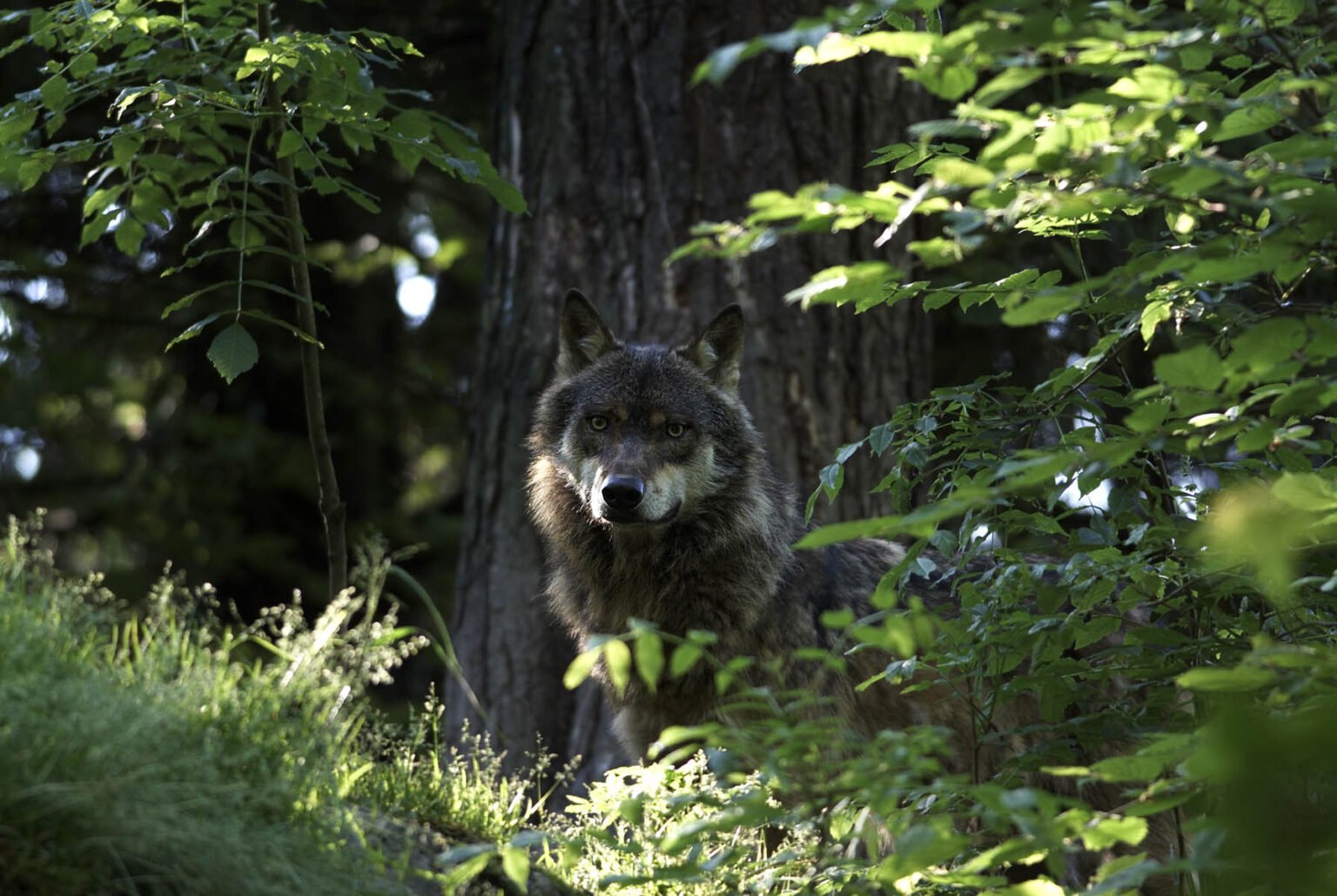 Natur und Tierpark Goldau - I Like Switzerland